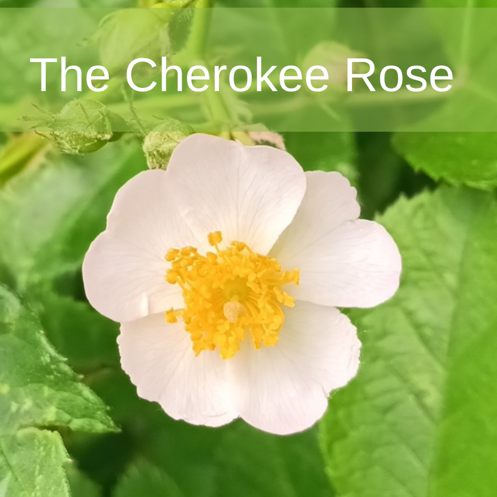 The Story of the Cherokee Rose – Cherokee Copper